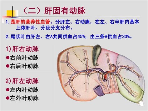 肝胆、门静脉解剖 Word文档在线阅读与下载 无忧文档