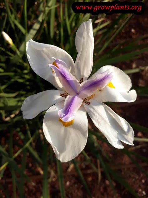 African Iris How To Grow And Care