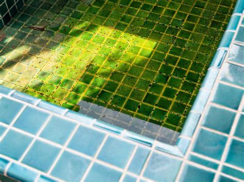 Banishing Algae In Your Pool