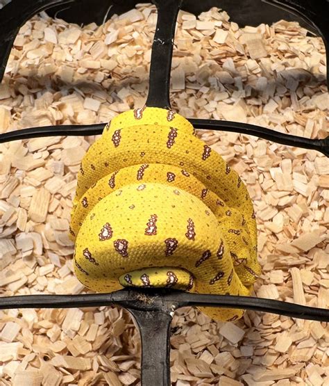 Green Tree Python Australian Reptile Sales And Supplies