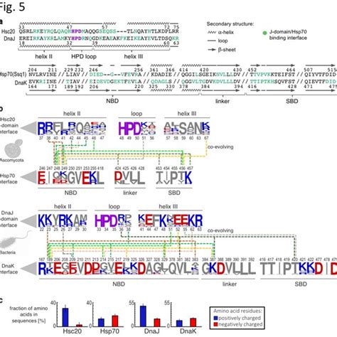 Binding Mode Of J Domain Hsp70 Complexes Download Scientific Diagram