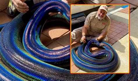 Rainbow Python Video రెయిన్‌బో పైధాన్ ఈ వీడియోను రెండు కోట్లమందికి పైగా వీక్షించారు