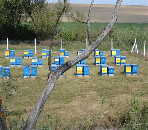 Rumen Balinski Pollenity Esg