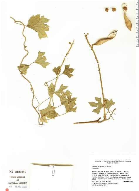 Pachyrhizus Erosus Herbário Rapid Reference The Field Museum