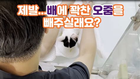 다리가 부러진데다 오줌까지 못싸는 길고양이가 동물병원에 실려왔는데 YouTube