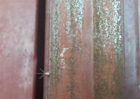 Is This A Silverfish Nymph Rbiology