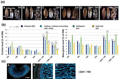 Fructan And Beta Glucan Levels And Microstructure Of Different Tissues Download Scientific
