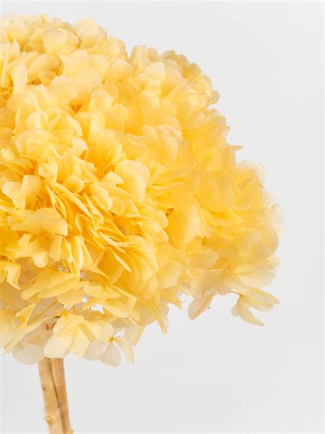 Гортензія стабілізована широколиста на гілці кремова купити за ціною 499 грн • Dfb Elements