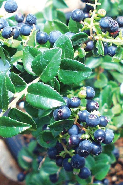 Evergreen Huckleberry Restoring Eden