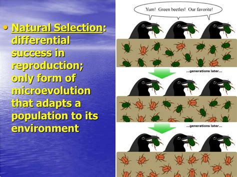 PPT EVOLUTION SPECIATION PowerPoint Presentation Free Download ID