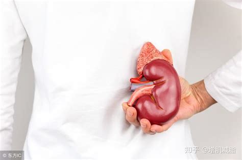 身上2个补肾穴位，每天揉一揉，补肾益精，男人味十足！ 知乎