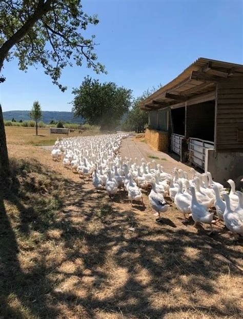 Gänse Auf Dem Hofgut Serrig