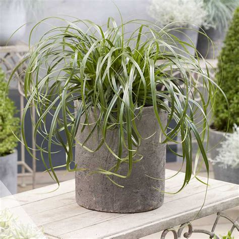 Ribbon Falls Sedge Grass Plant Addicts