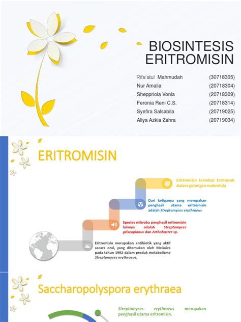 Biosintesis Eritromisin Pdf