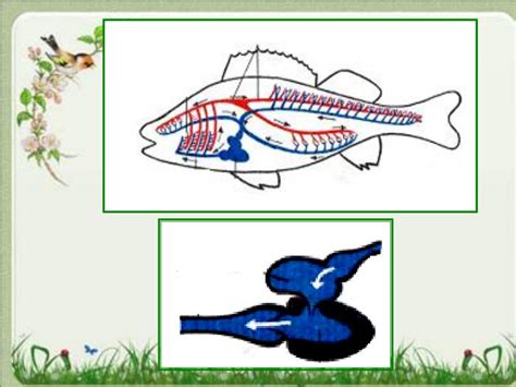 Практична робота 4 Тема Порівняння будоваи кровоносної системи хребетних тварин
