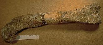 Megalosaurus Wikipedia