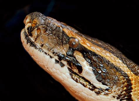 Python Bivittatus