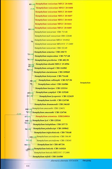 Maximum Likelihood Analysis With 1000 Bootstrap Replicates Yielded A
