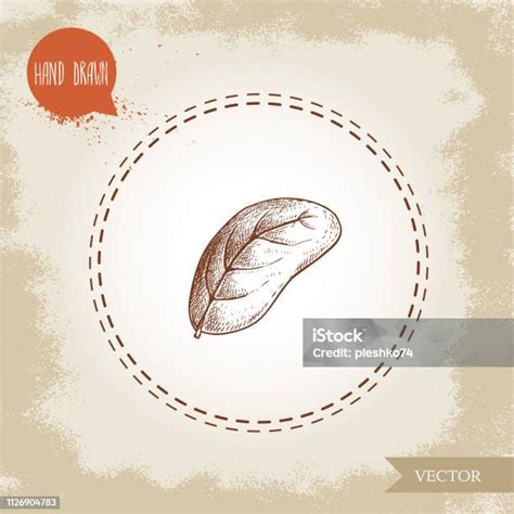 Feuille De Basilic Style Dessinés À La Main Esquisse Sur Le Vieux Fond À La Recherche Herbes Et