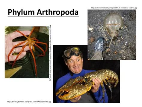Ppt Phylum Arthropoda Powerpoint Presentation Free Download Id2341722
