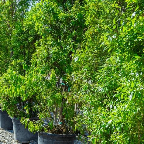 Southern Wax Myrtle Shrubs Moon Valley Nurseries