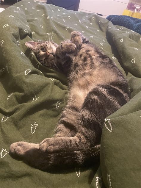 My Girly Isnt Much Of A Cuddle Bug Unless Im Sick 🤧 Rukpets