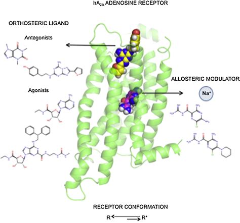 The Role Of A Sodium Ion Binding Site In The Allosteric Modulation Of The A2a Adenosine G