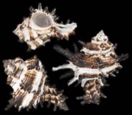 Murex Shells Of The Tropics