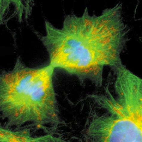 Cytokinesis Microscope