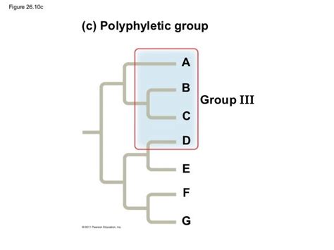 26 Lecture Phylogeny