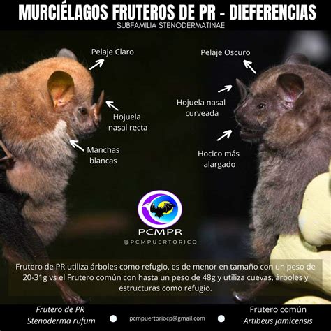 Programa Dos De Nuestros Murciélagos Fruteros Y Algunas De Sus