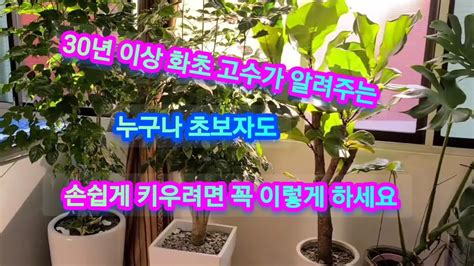 집안에서 1년내내 나무 죽이지 않고 잘 키우려면 꼭 이렇게 하세요 물주기 및 햇빛관련 꿀팁 Youtube