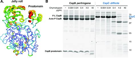 Cspc Is More Conformationally Flexible Than Cspb A B Factor Download Scientific Diagram