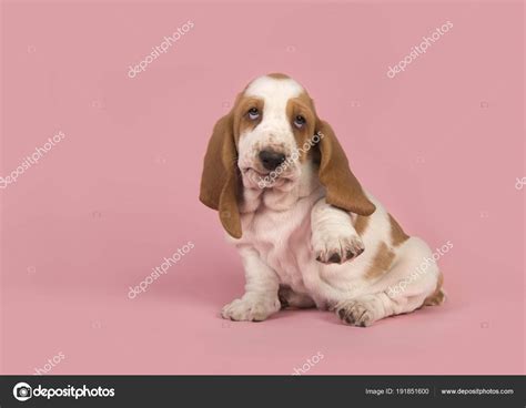 Albino Basset Hound