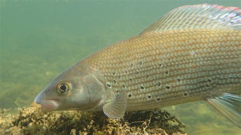 Zapomniana Polska Ryba Lepsza Niż łosoś I Dorsz Planeta