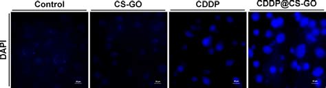 Nuclear Staining Of The Treated Cells Using Dapi The Image Shows The Download Scientific
