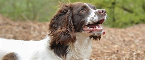 Sprocker Spaniel Breed Guide
