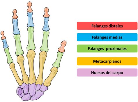 Anomalías De Las Manos Al Nacimiento Familia Y Salud