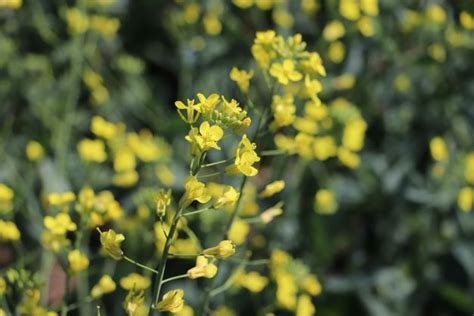China Reinstates Access For Richardson And Viterra To Export Canola