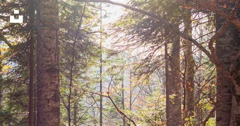 나무와 식물이 있는 숲 사진 Unsplash의 무료 빛의 광선 이미지