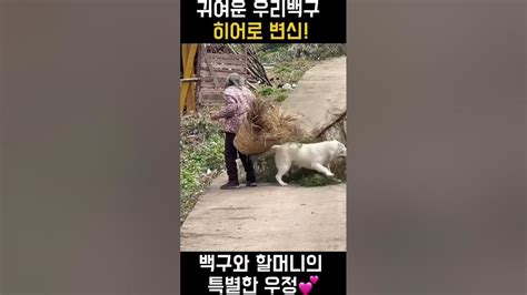 귀여운 우리백구 히어로 변신 강아지 할머니 Youtube