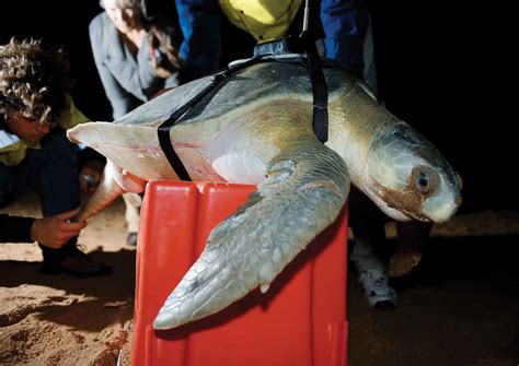 The Flatback Australias Own Sea Turtle — The State Of The Worlds Sea