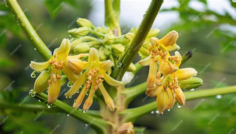 Premium Photo Beautiful Papaya Flowers And Buds