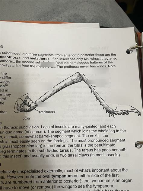 Grasshopper Leg Diagram Quizlet