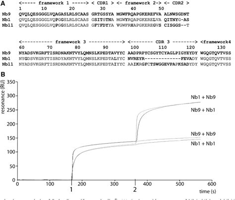 Figure 1 From Nanobody® Based Chromatin Immunoprecipitation Micro Array Analysis For Genome Wide