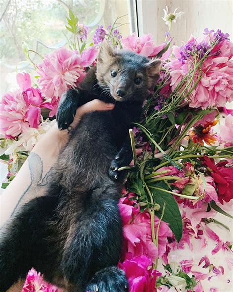 Woman Rescues This Sable From Becoming Someones Coat And Adopt Her As Pet