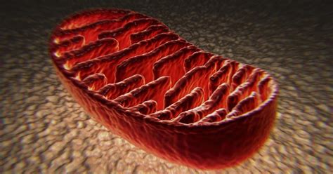 La Mitocondria Estructura Funciones Y Ciclo De Vida Biología