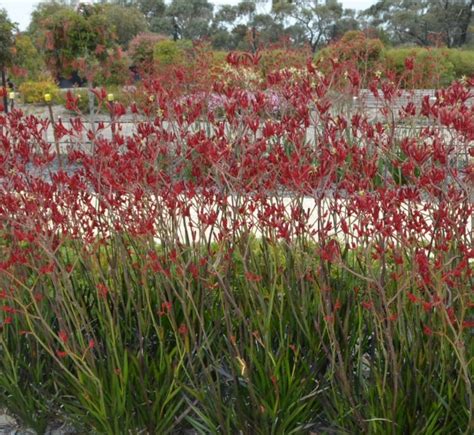 Kangaroo Paw Plant Height At Lester Mitchell Blog