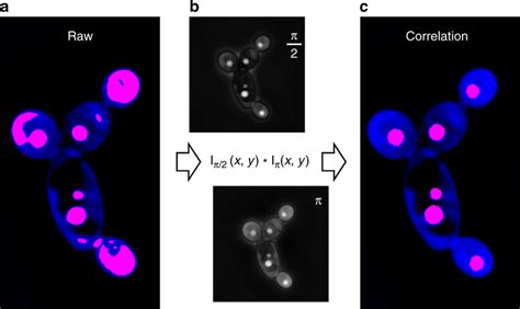Image Processing By Spatial Cross Correlation A The Quantitative Phase Download Scientific