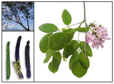 Gliricidia Sepium — Madre De Cacao A True Natures T — Madre De